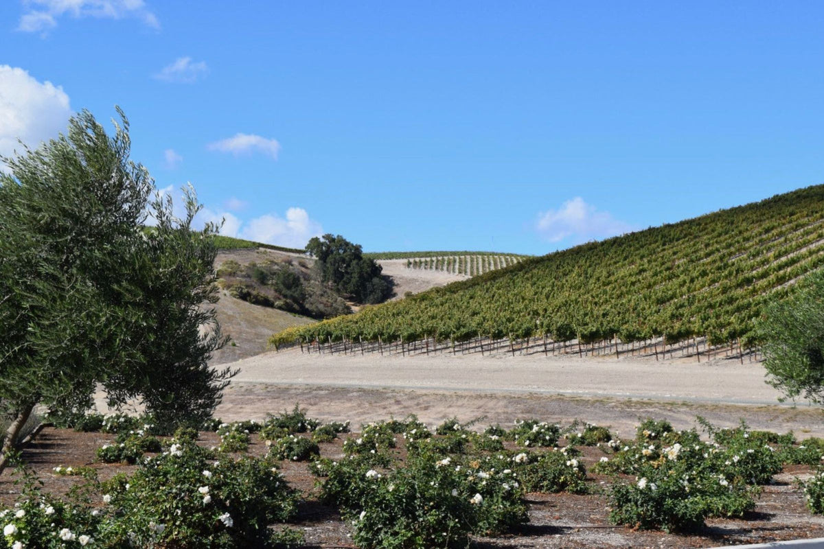 Exploring Paso Robles' Must-Visit Wineries: Sip, Swirl, and Savor Perf ...
